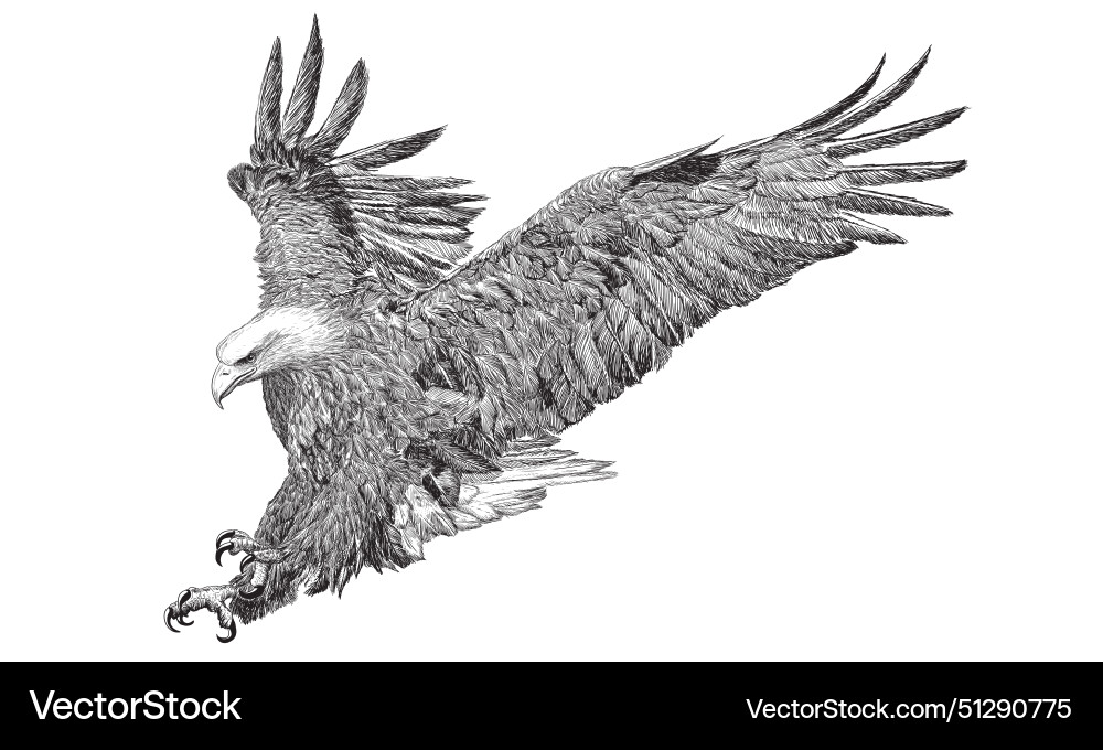 Bald eagle swoop attack hand draw doodle sketch Vector Image
