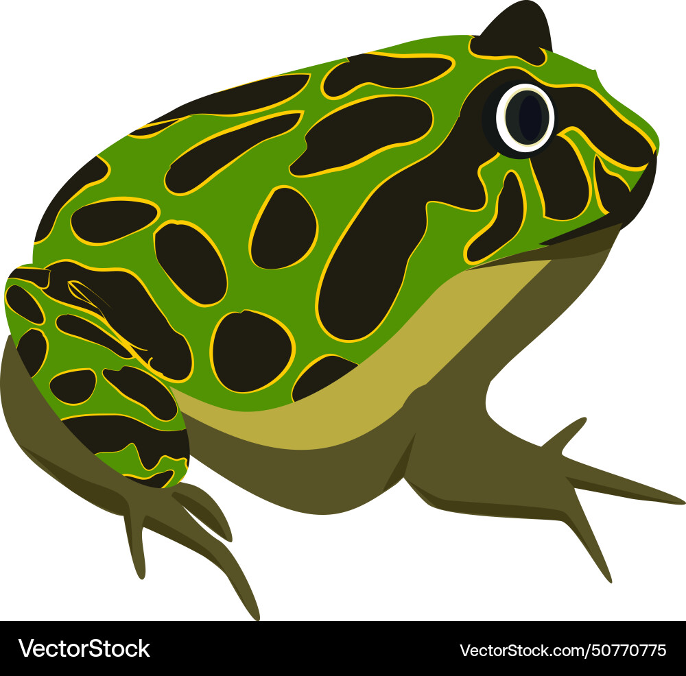 Tropical toad colorful spot amphibia wild Vector Image