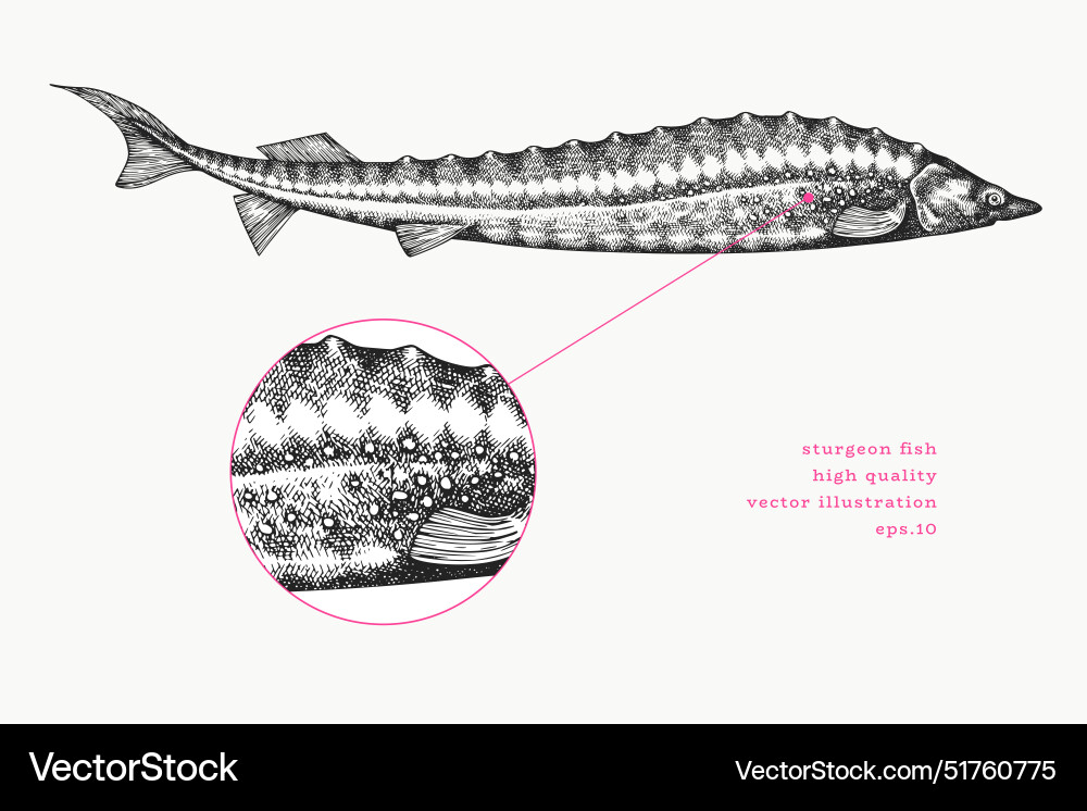 Vintage style sturgeon hand drawn fish high Vector Image