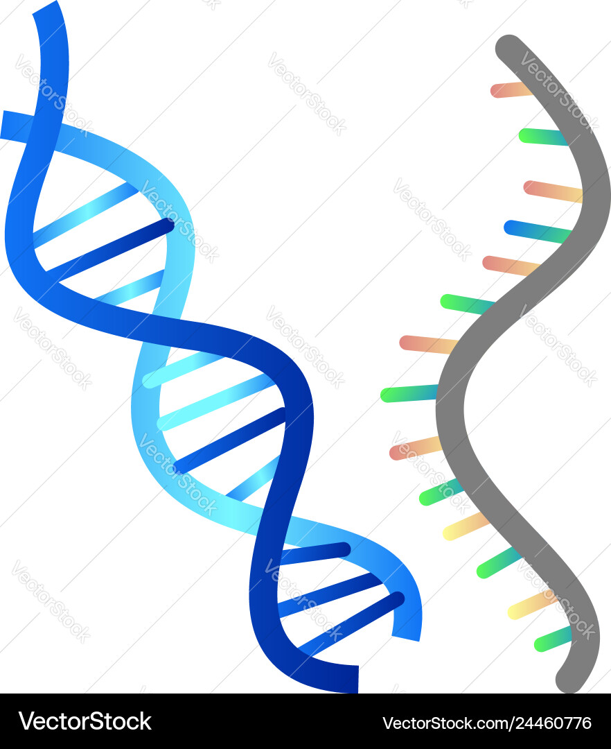 Dna and rna on white background Royalty Free Vector Image