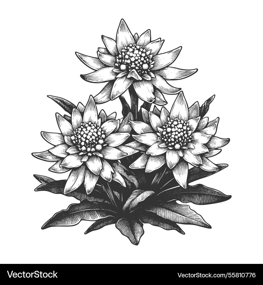 Edelweiss blooming flowers engraving Royalty Free Vector