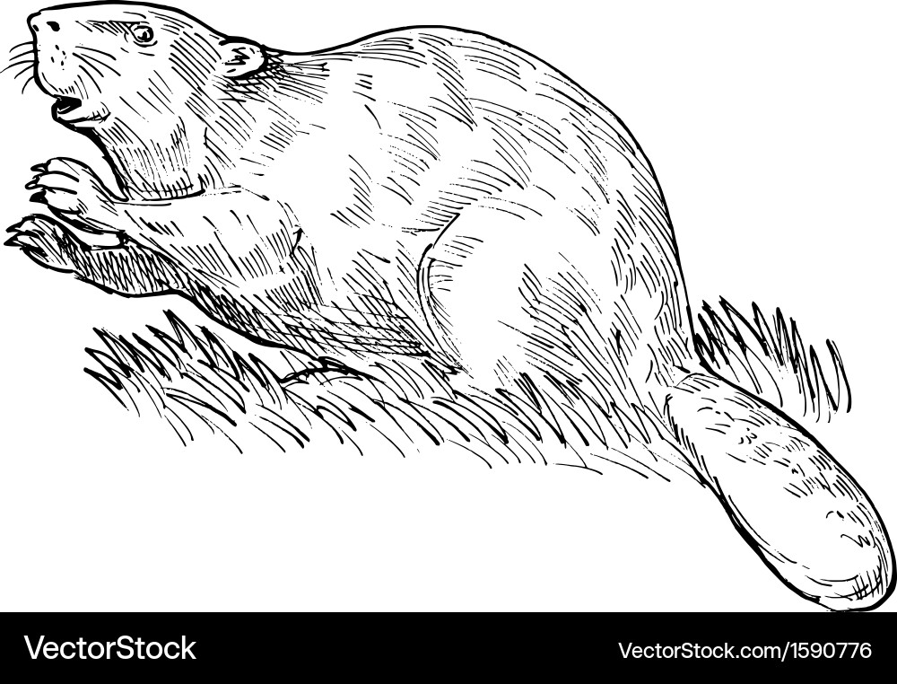 Hand-Drawn Eurasian Beaver Sketch Royalty Free Vector Image