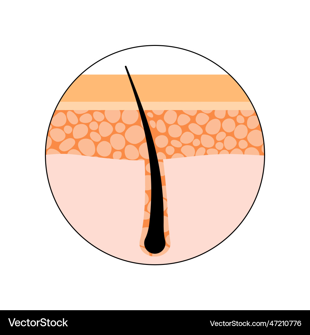 Human hair anatomy Royalty Free Vector Image - VectorStock