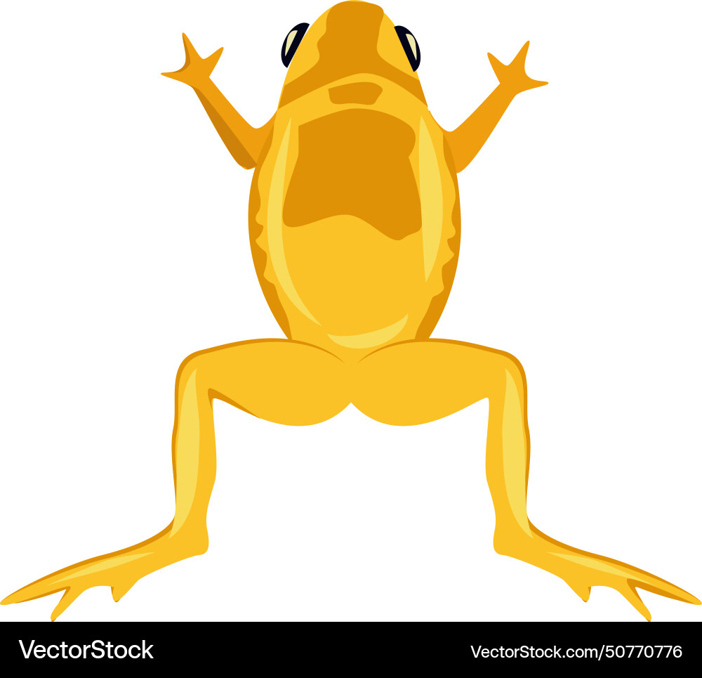 Jumping yellow frog colorful toad wild animal Vector Image