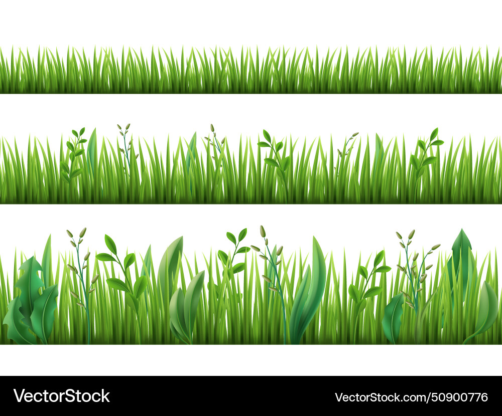 Realistic grass growth different stages green Vector Image