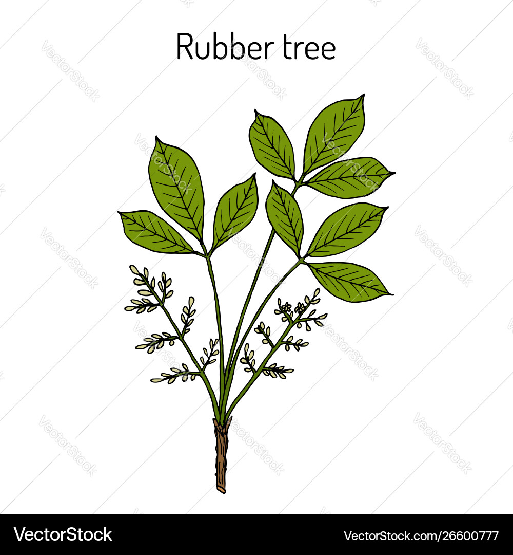 Rubber tree hevea brasiliensis Royalty Free Vector Image