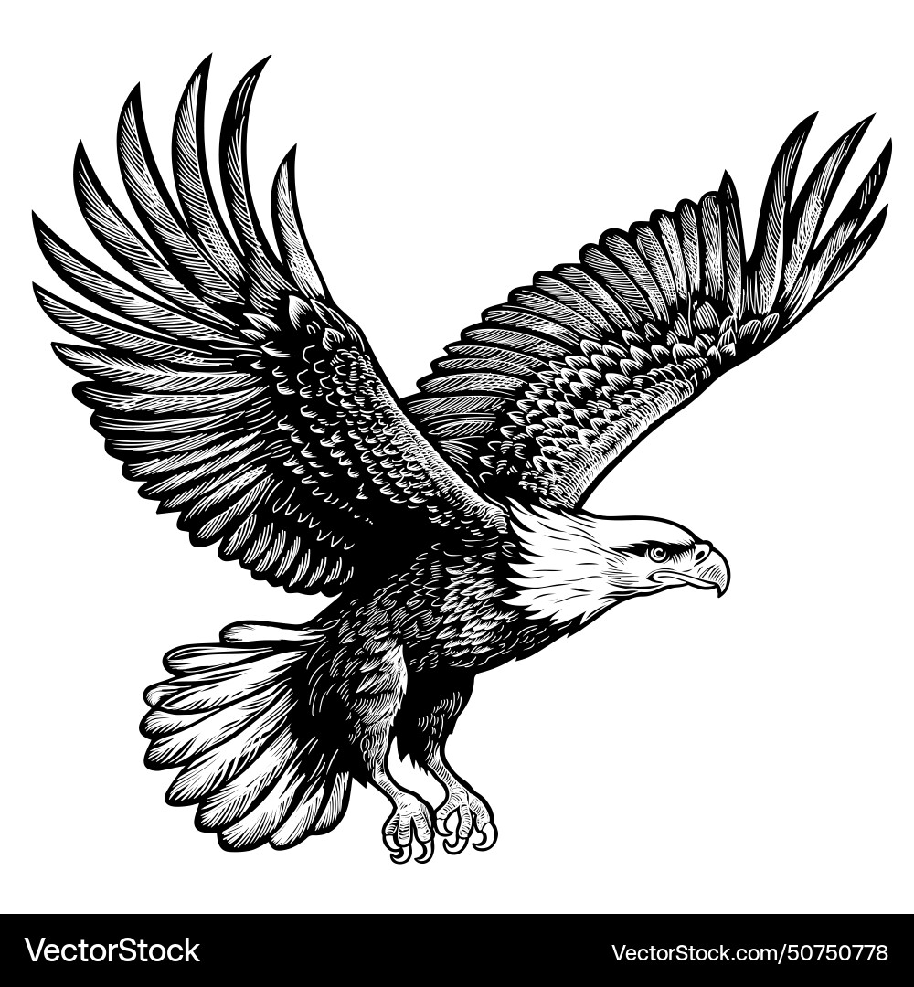 Eagle on a white background Royalty Free Vector Image