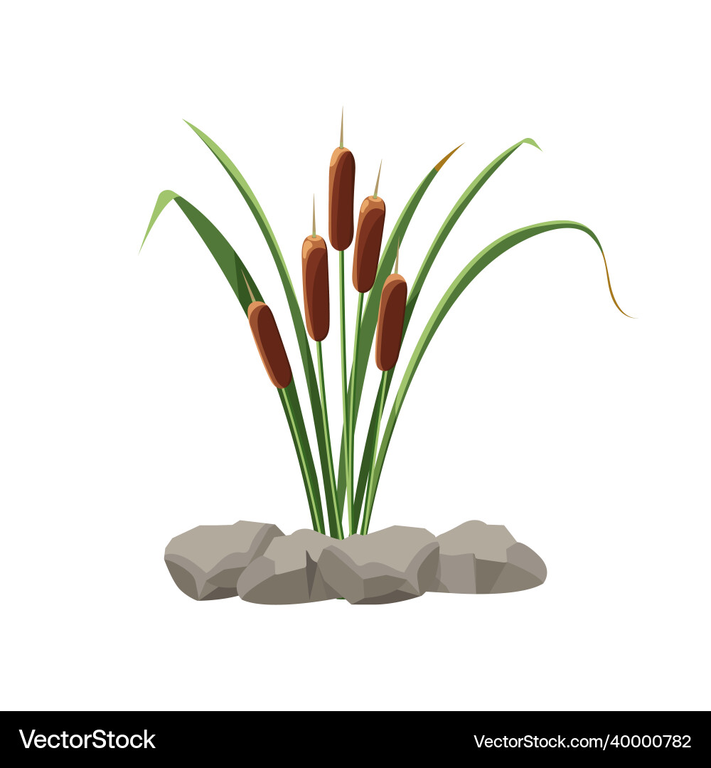 Cattail grows in stones isolated on white Vector Image