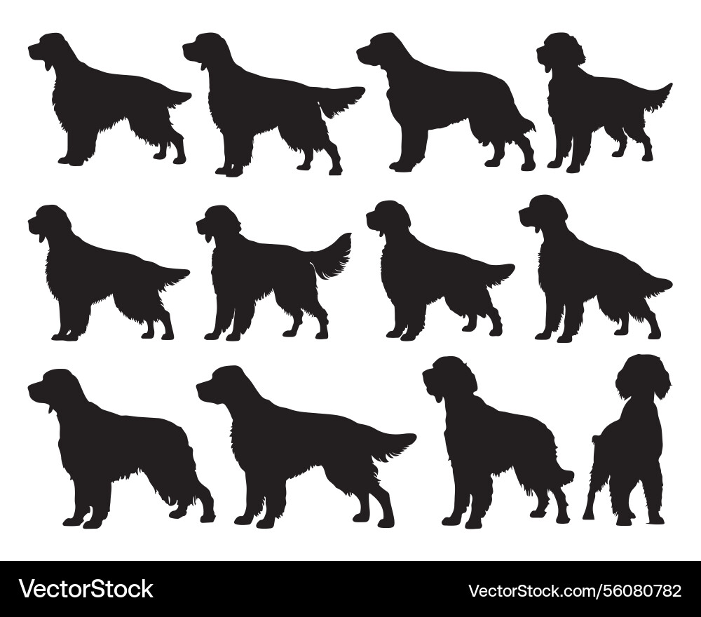 English setter dogs silhouette Royalty Free Vector Image