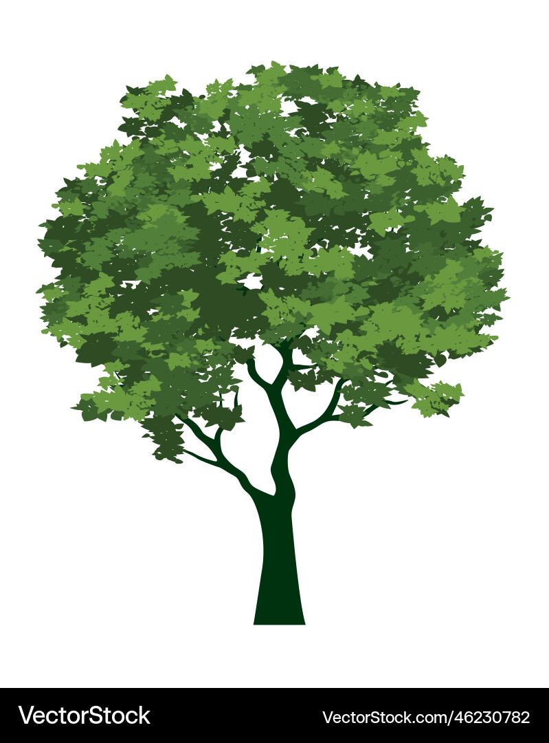 Green tree with leaves outline Royalty Free Vector Image