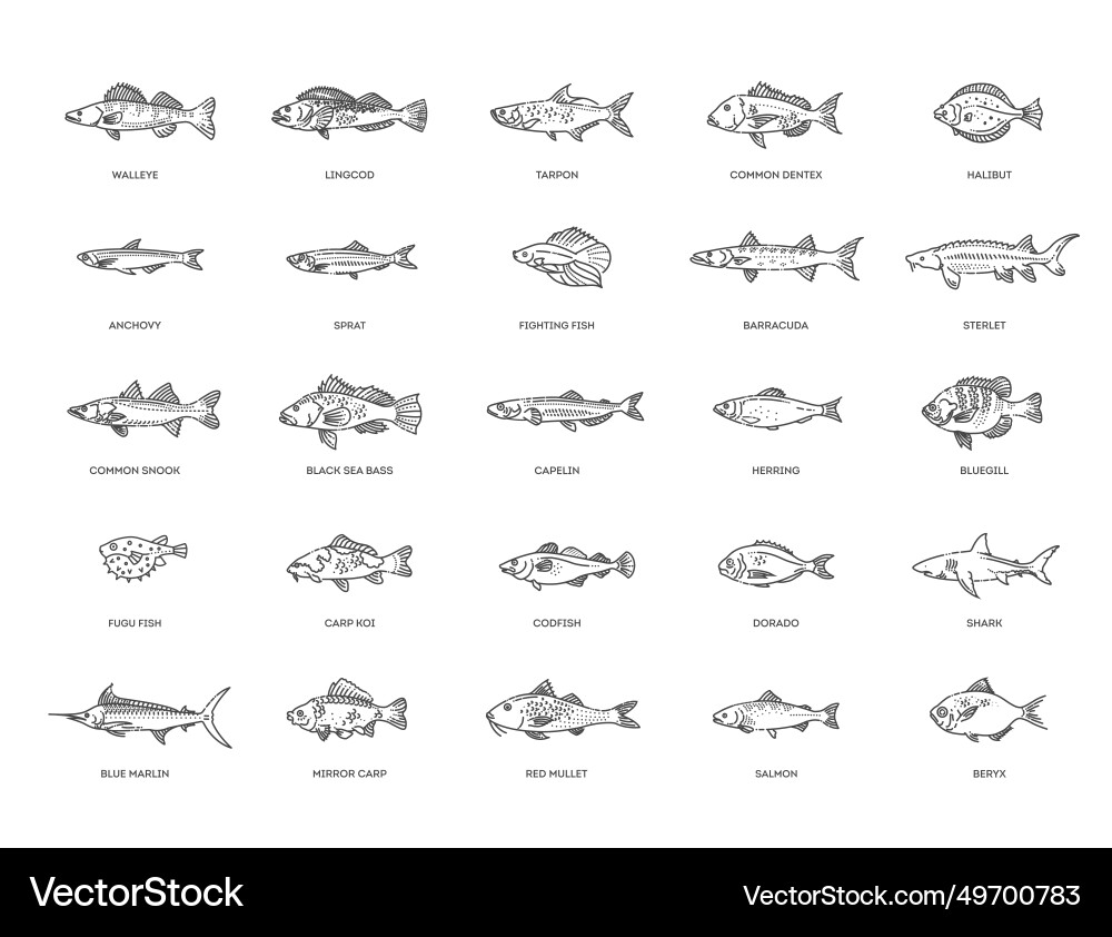 Types marine ocean fish and freshwater Royalty Free Vector