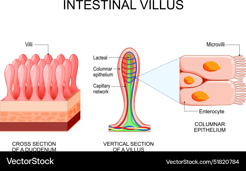 Intestinal villus different between villi Vector Image