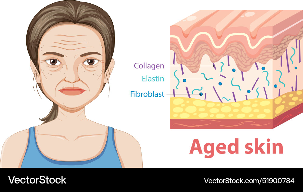 Showing aged skin structure and components Vector Image