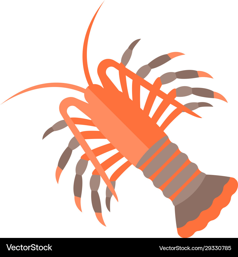 Spiny lobster Royalty Free Vector Image - VectorStock