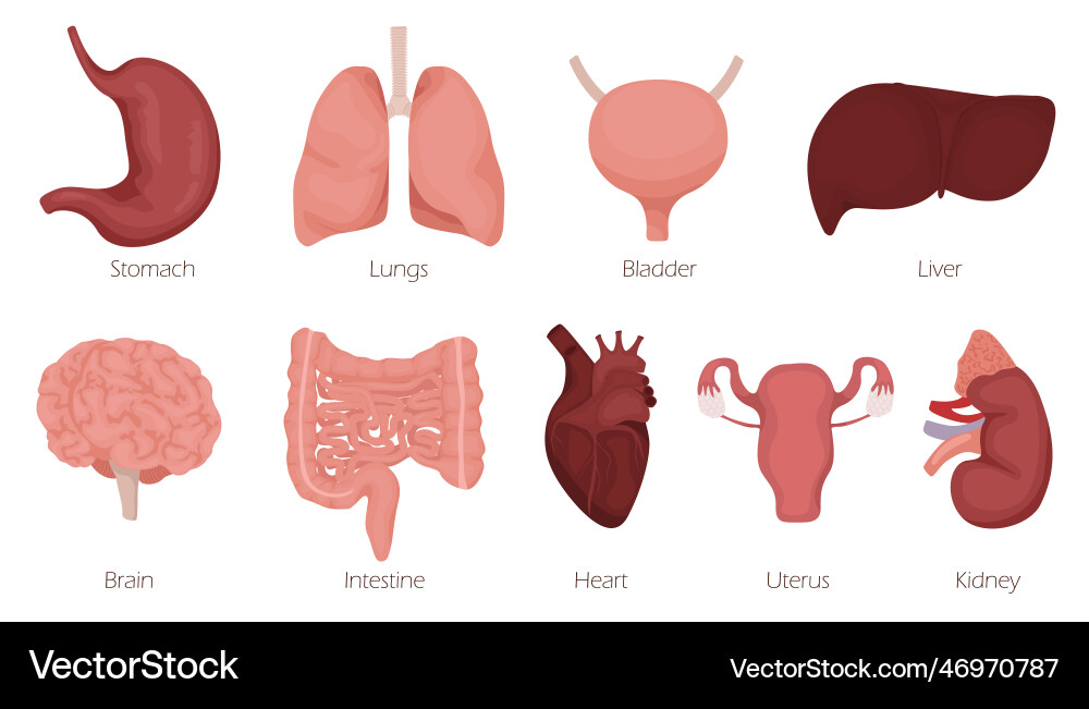 Cartoon Human Organ Characters Royalty Free Vector Image