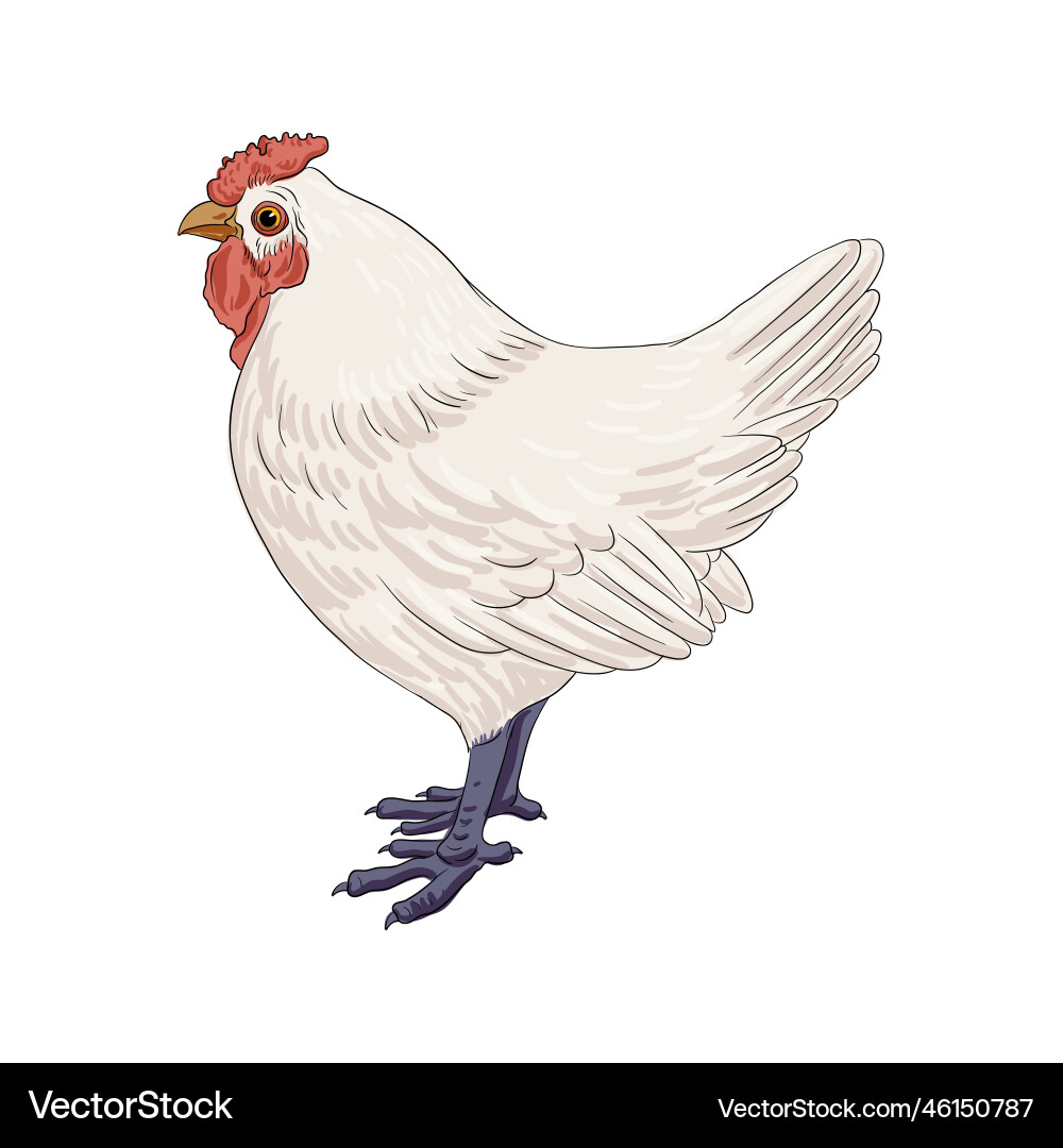 Domestic Chicken Sketch Royalty Free Vector Image