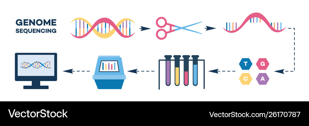 Infographics genome sequencing stages flat Vector Image