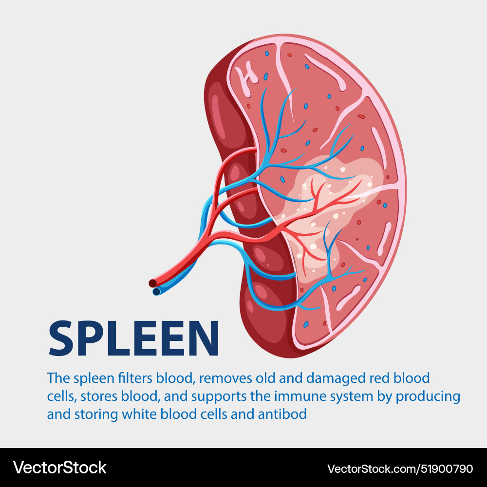 Detailed of spleen with functions explained Vector Image