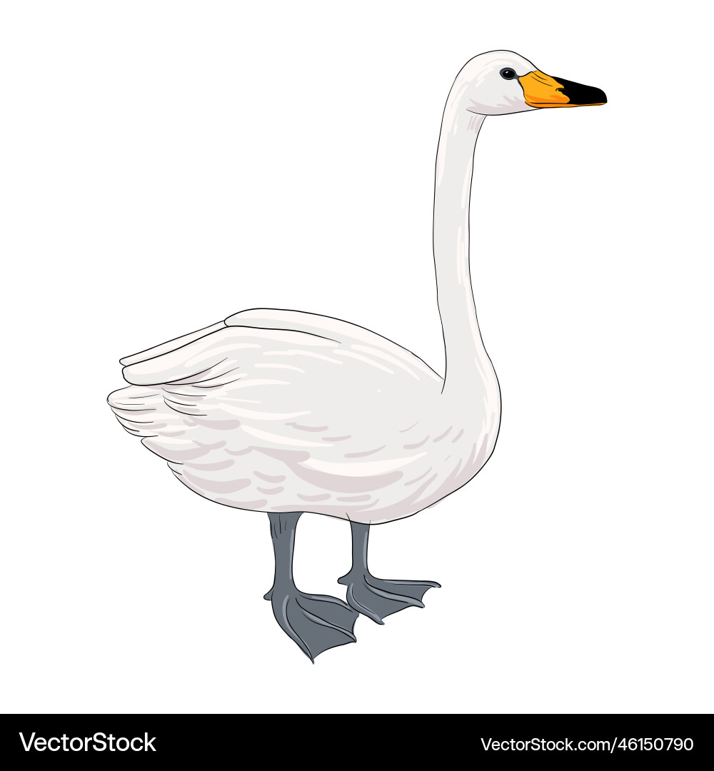 Drawing sketch of swan Royalty Free Vector Image