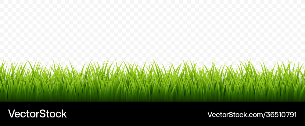 Green grass border set on transparent background Vector Image