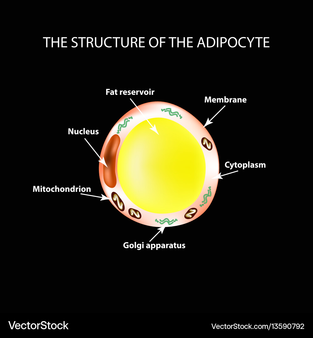 Anatomical structure of the fat cells Royalty Free Vector