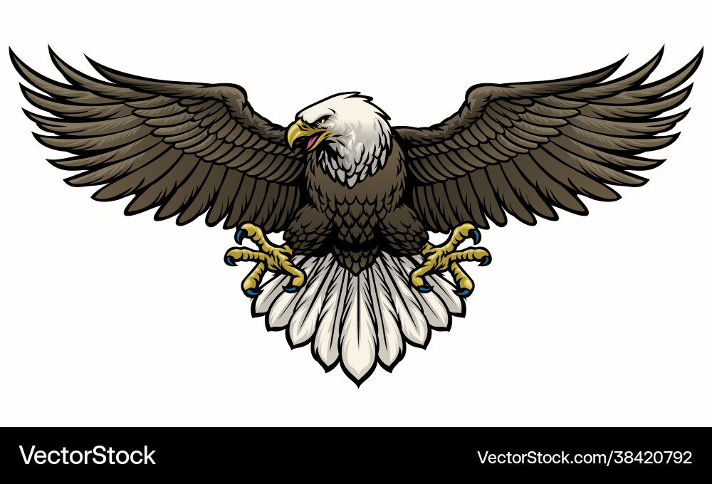 Bald Eagle Spreading Wings Royalty Free Vector Image