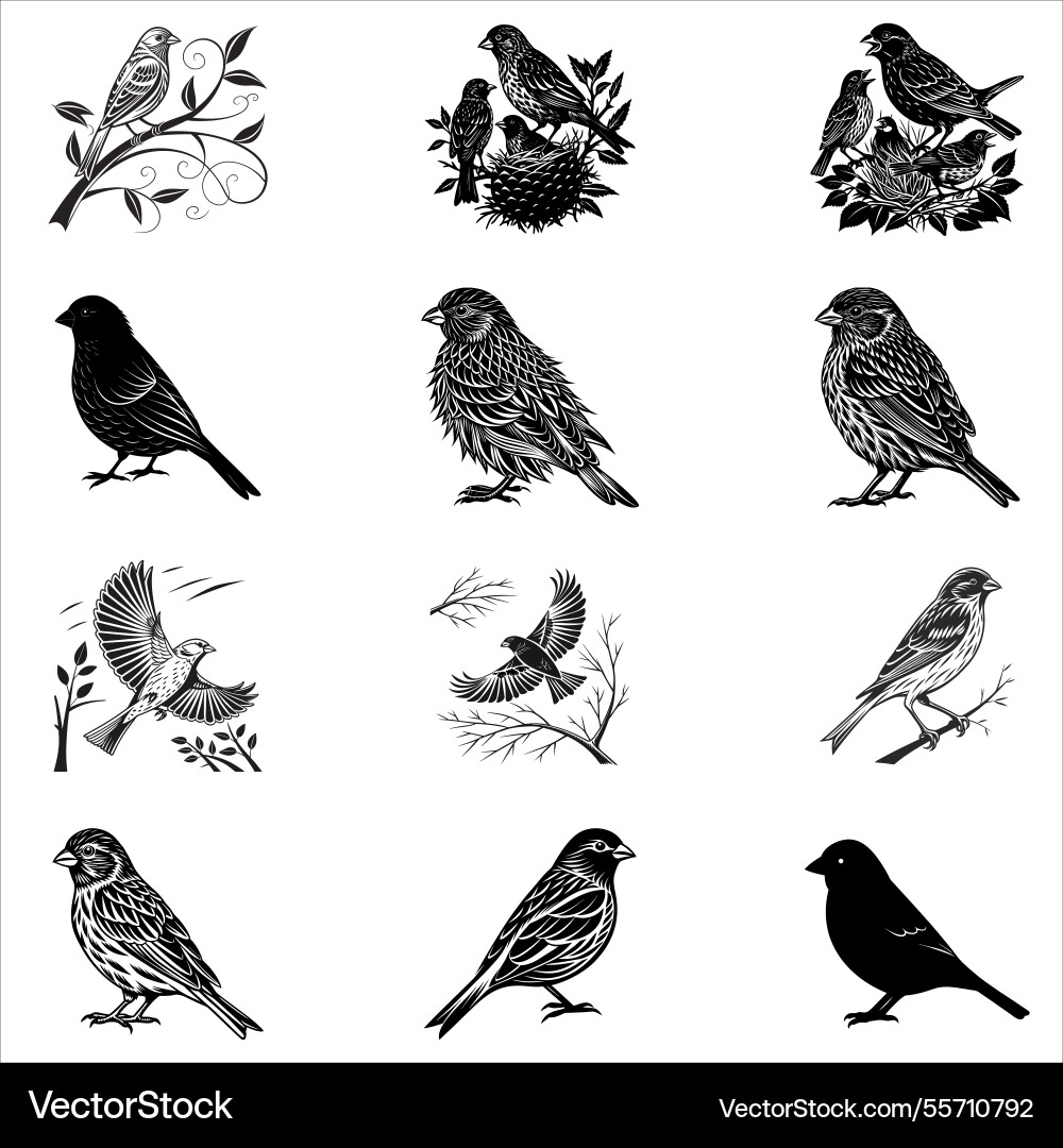 House finch bird svg Royalty Free Vector Image