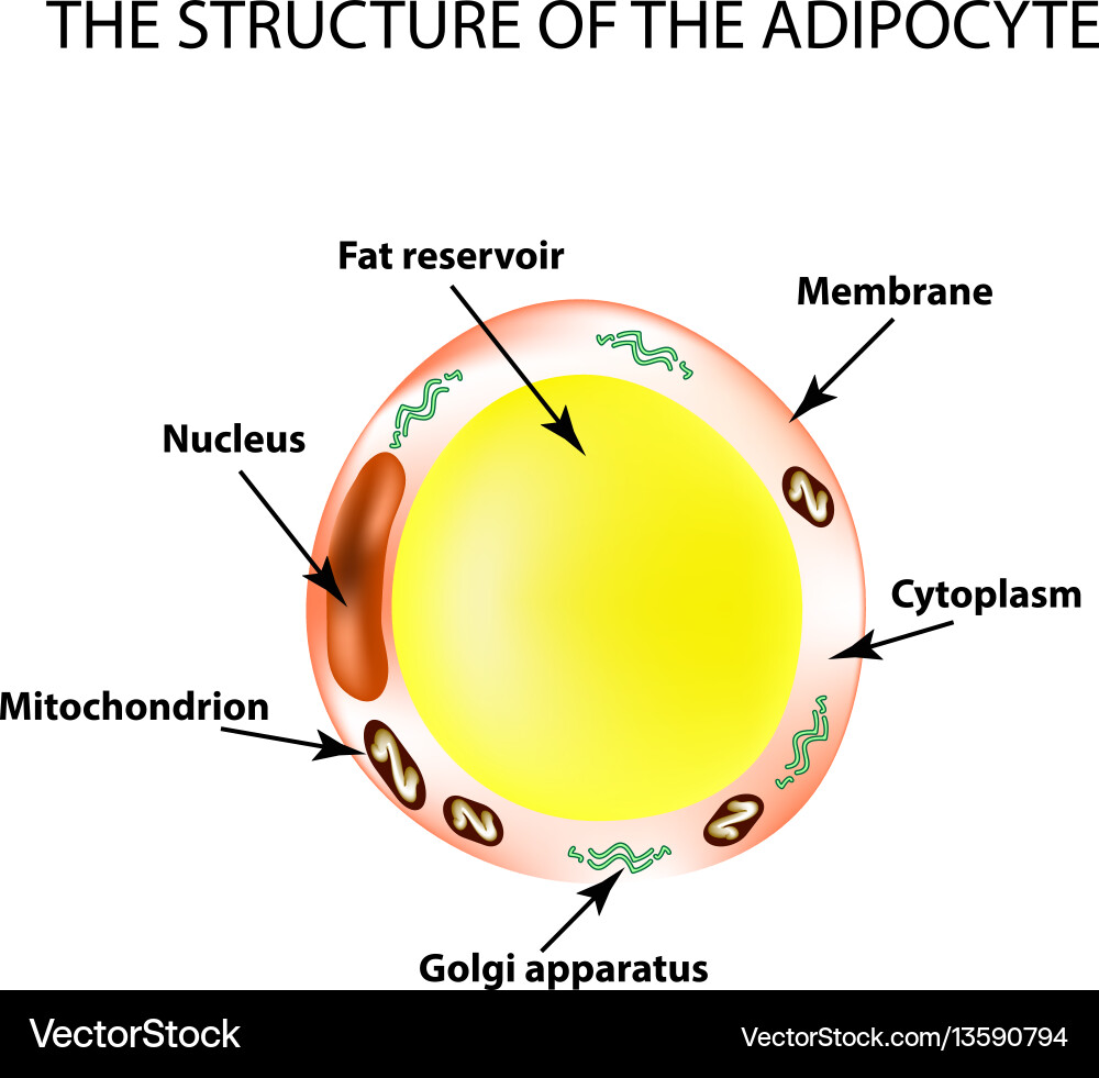 Anatomical structure of the fat cells Royalty Free Vector