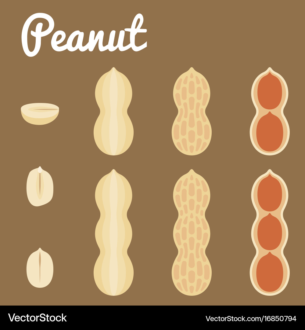 Collection of Peanut Shells Royalty Free Vector Image