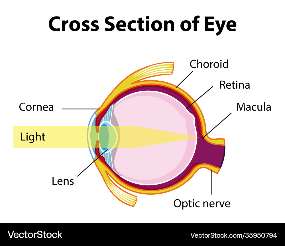 Human eye anatomy with cross section Royalty Free Vector