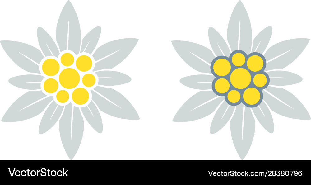 Edelweiss Royalty Free Vector Image - VectorStock