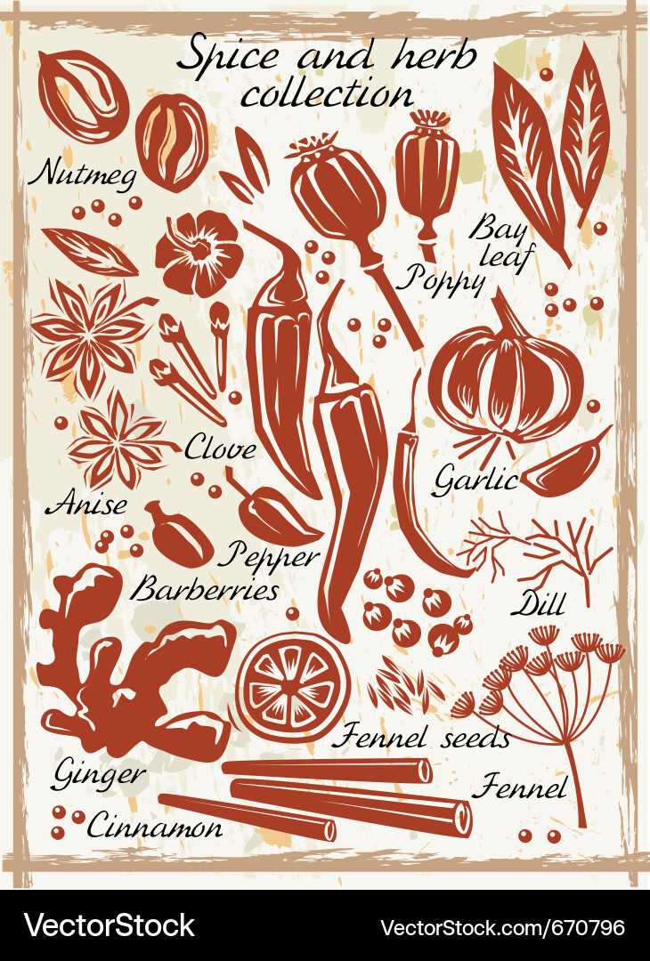 Muscat Spice Vector Images (over 160)