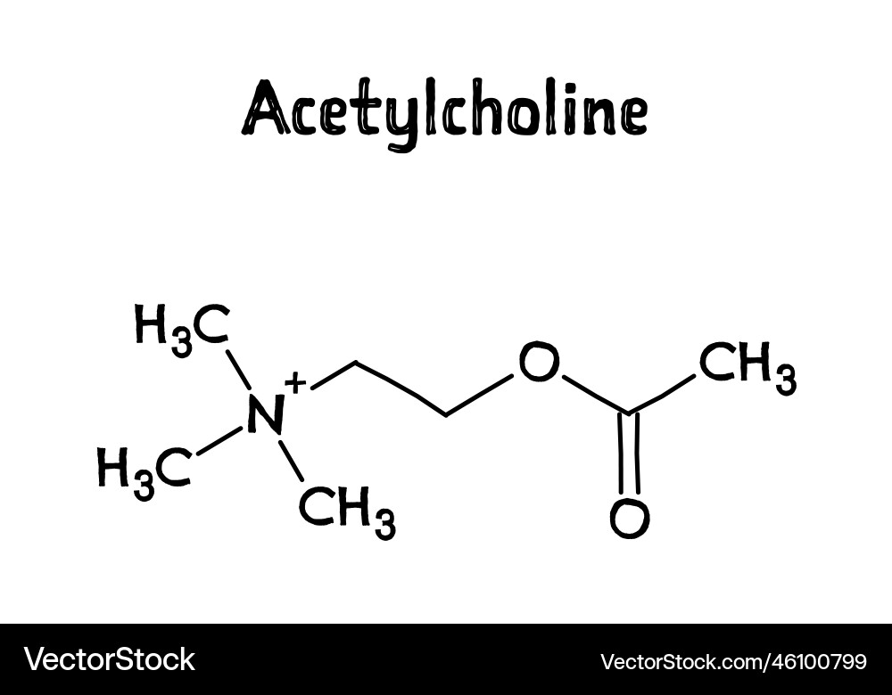 Acetylcholine structural formula of molecular Vector Image