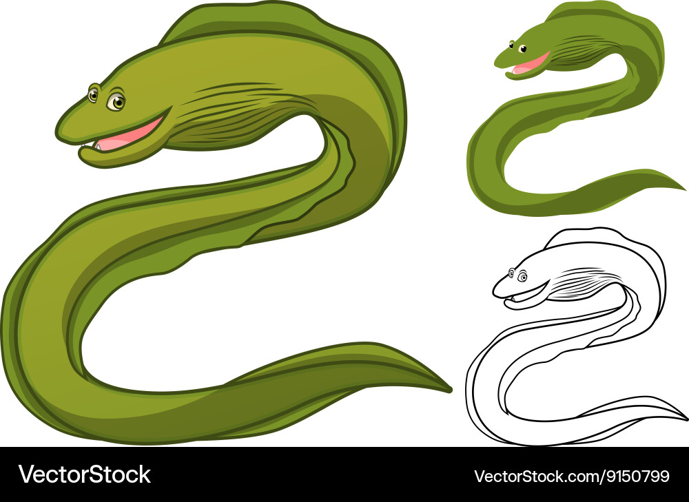 Moray eel Royalty Free Vector Image - VectorStock