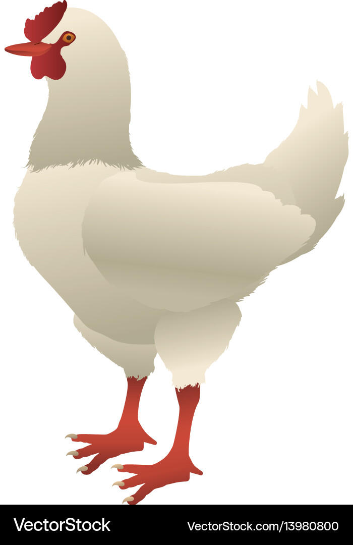 Chicken farm animal Royalty Free Vector Image - VectorStock