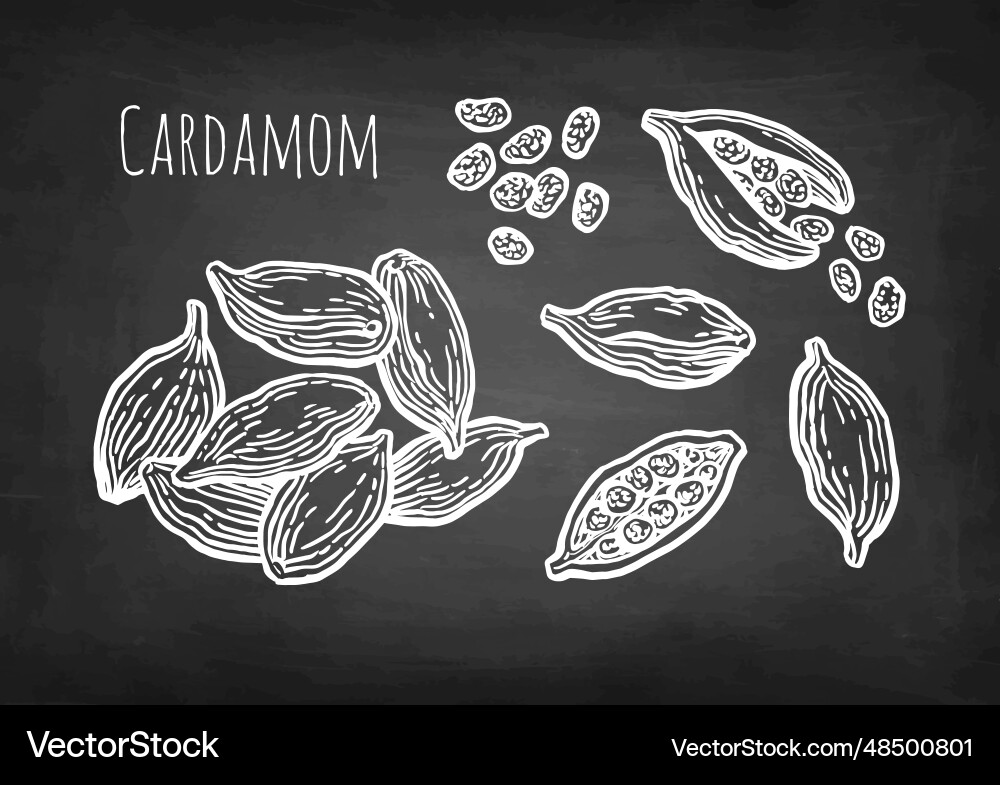 Cardamom chalk sketch set Royalty Free Vector Image