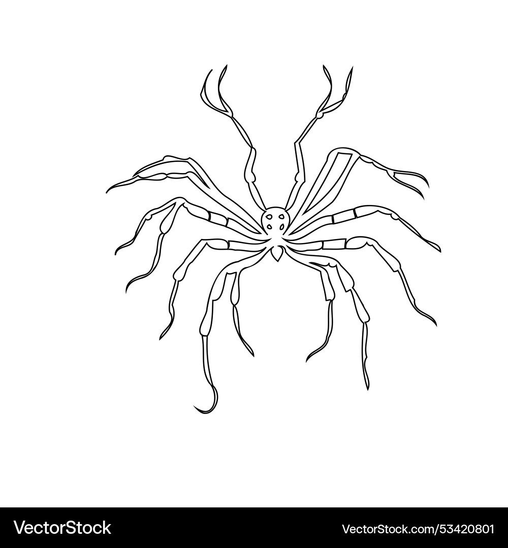 Spider halloween sketch outline Royalty Free Vector Image