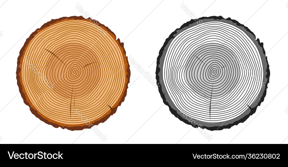 Tree trunk rings cut isolated close up Royalty Free Vector
