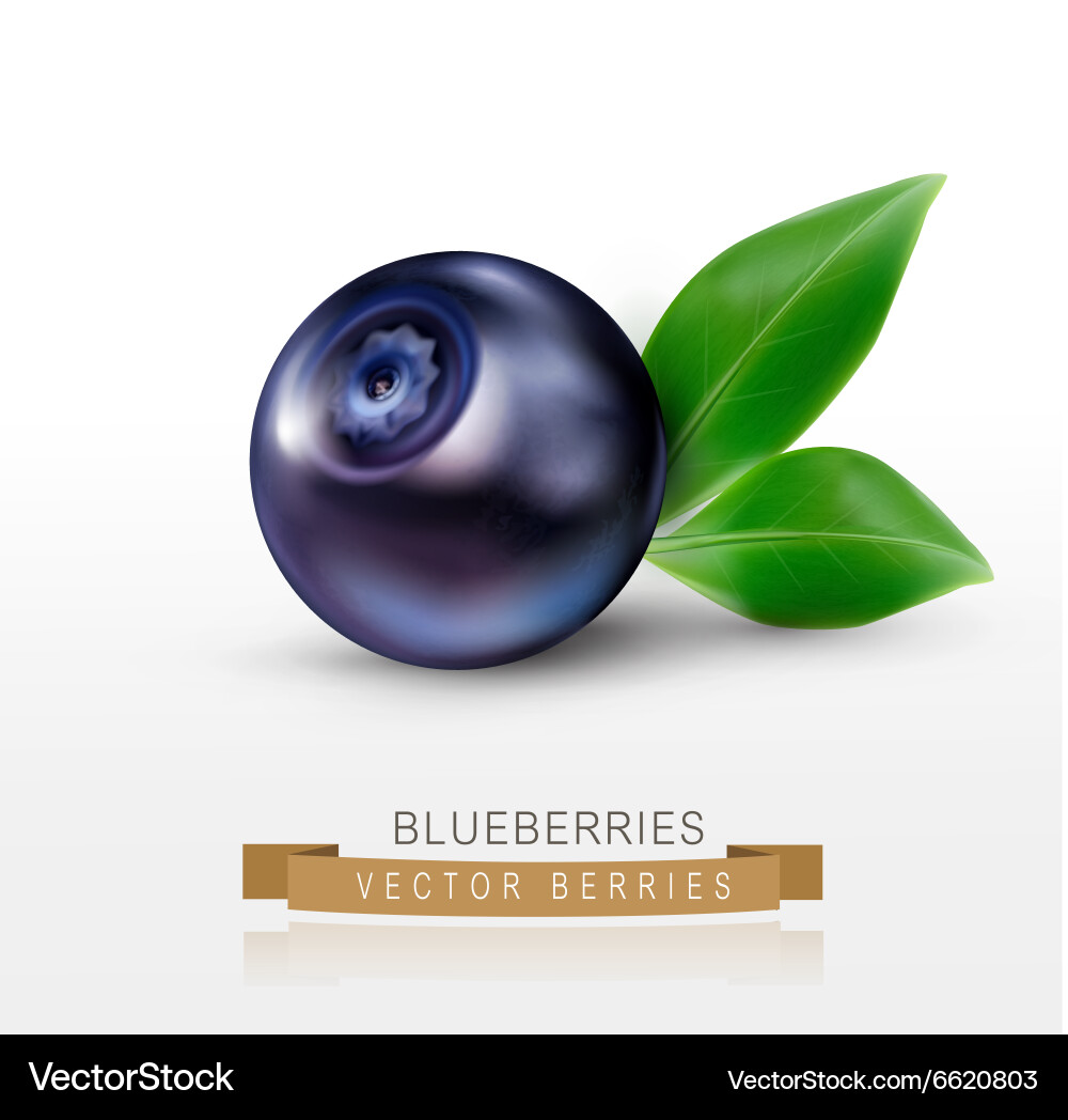 Blueberries isolated on a white background Vector Image