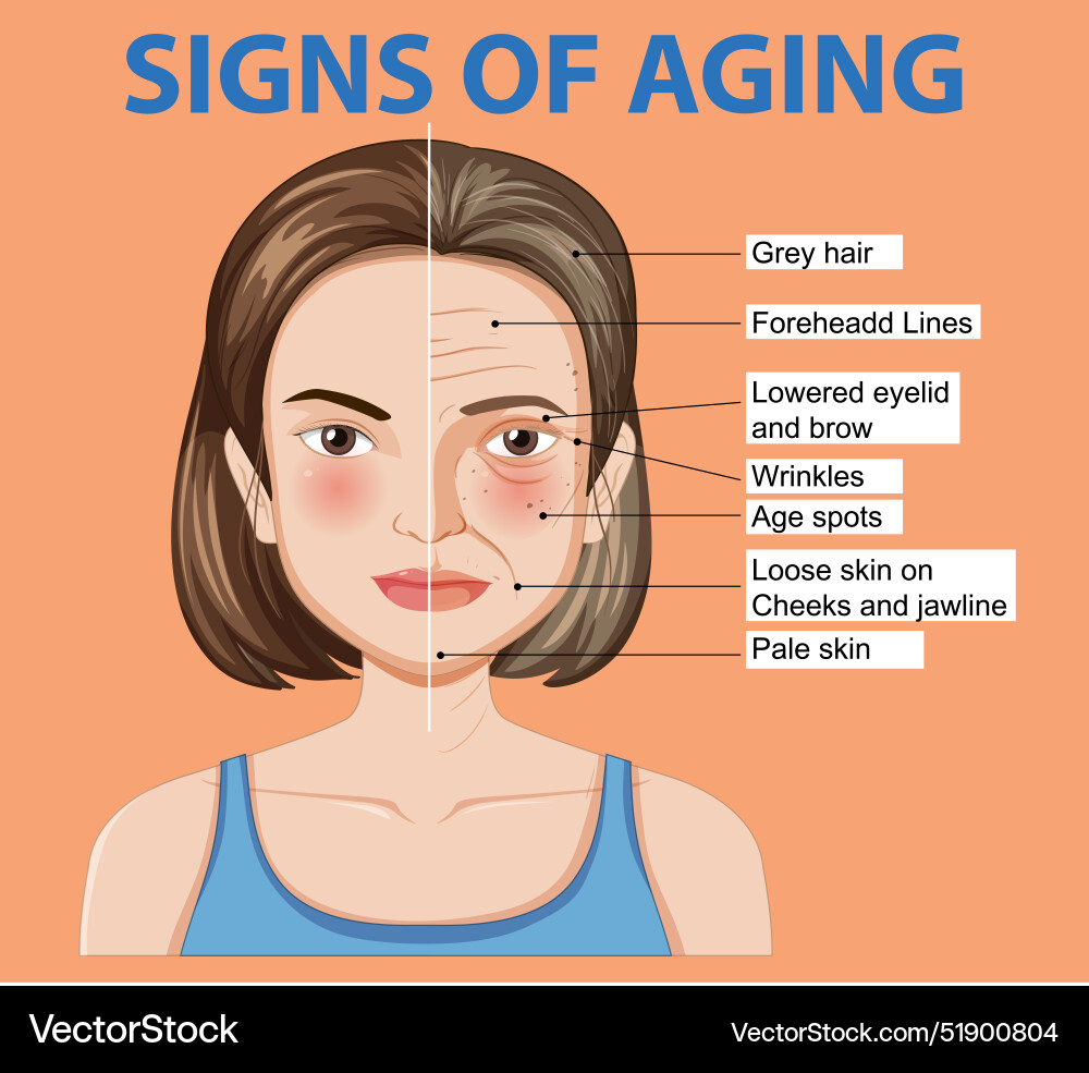 Highlighting common signs of aging Royalty Free Vector Image