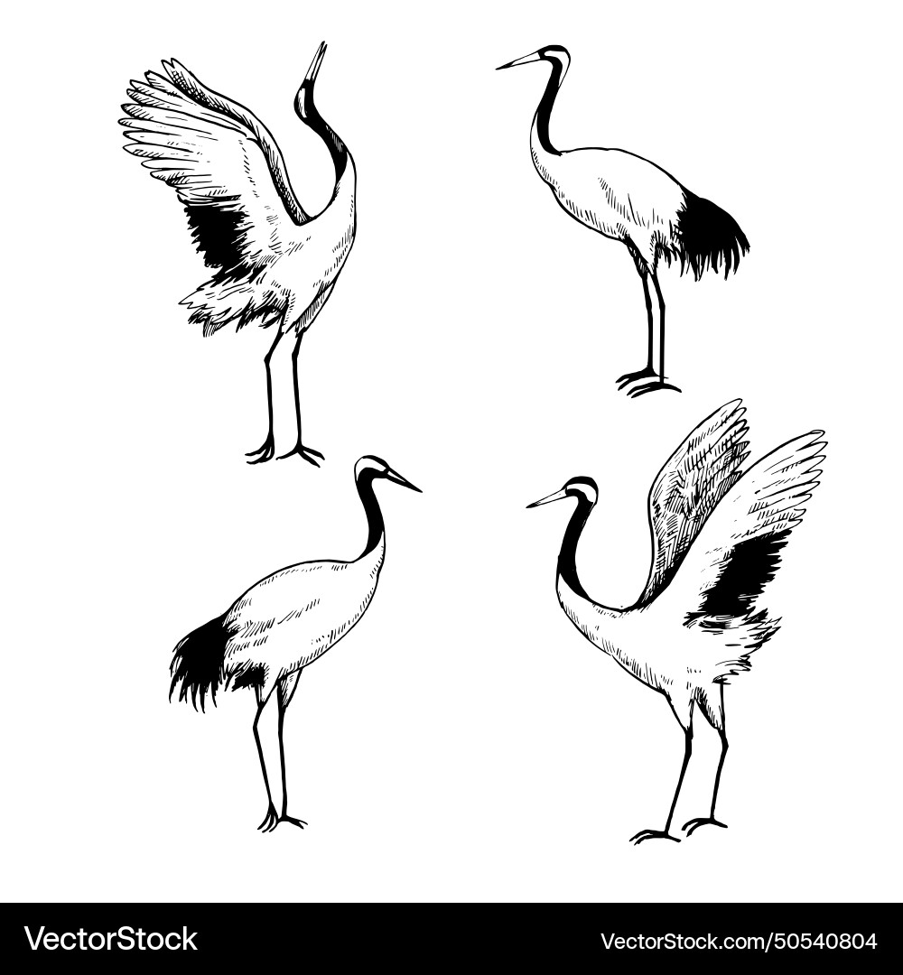 Japanese cranes black and white various Royalty Free Vector