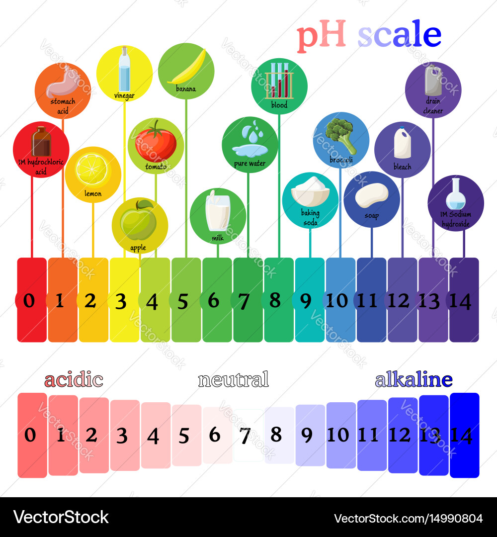 Ph scale litmus paper color chart Royalty Free Vector Image