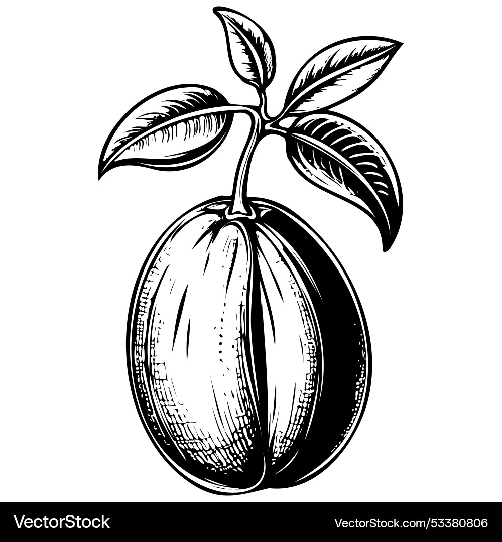 Black african mango drawing fruit isolated Vector Image