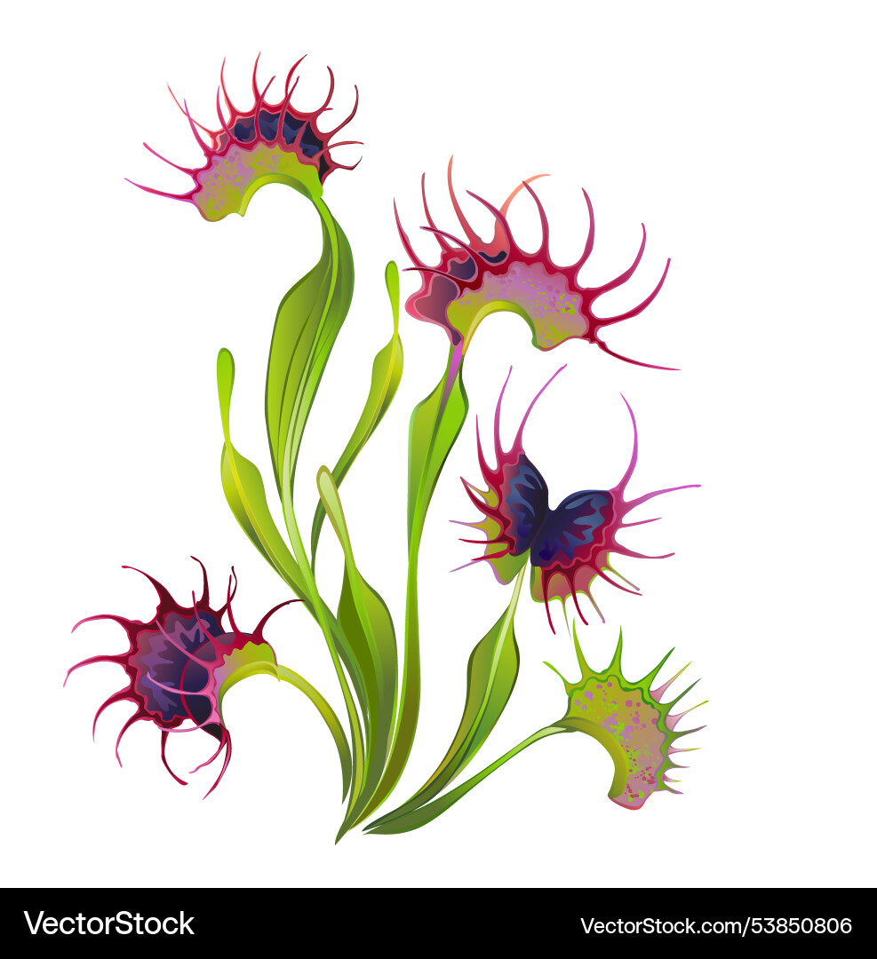 Venus flytrap (53850806) – Royalty-Free Vector | VectorStock