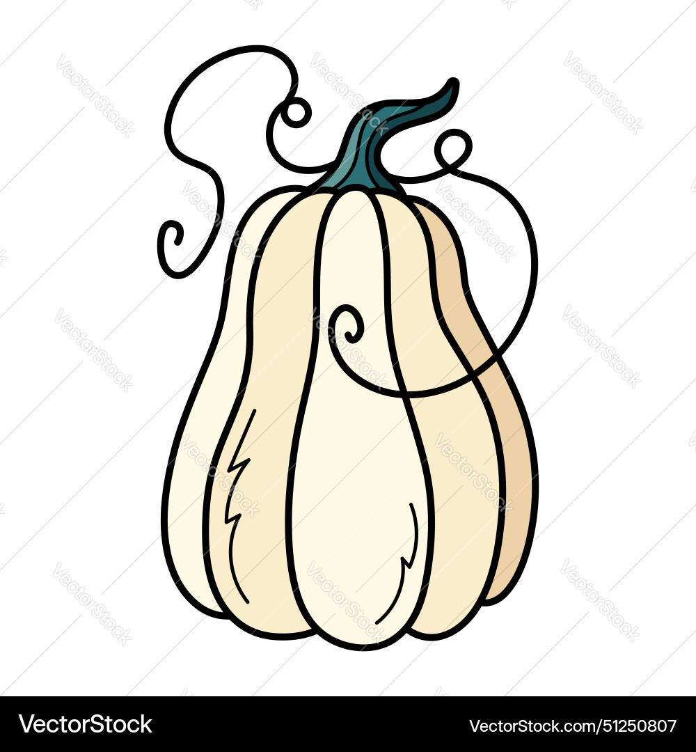 Cute white autumn pumpkin hand drawn Royalty Free Vector