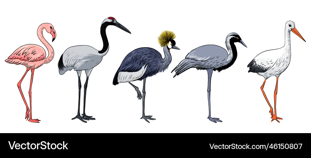 Drawing bird white stork Royalty Free Vector Image