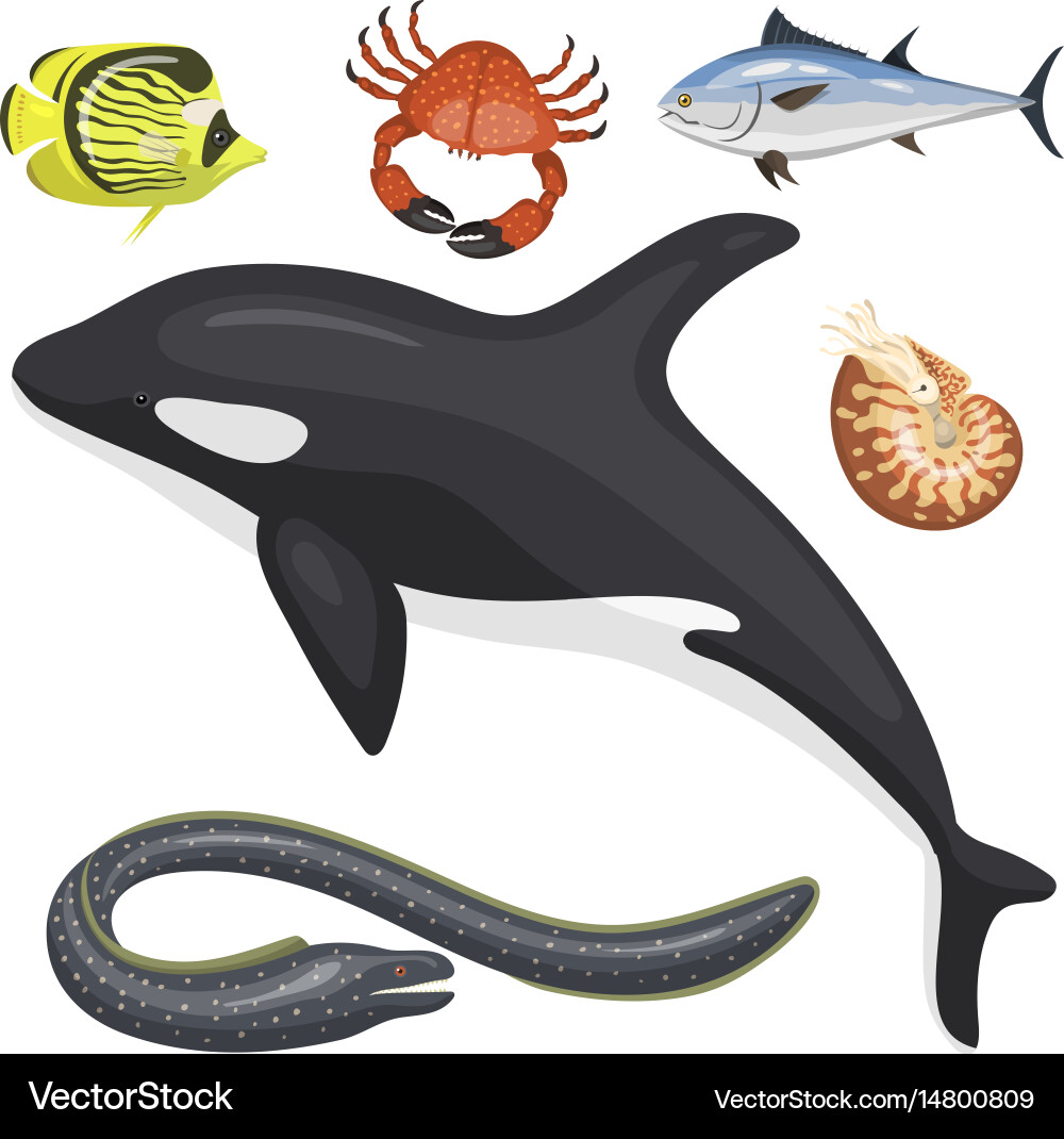 Diverse Sea Creatures Royalty Free Vector Image