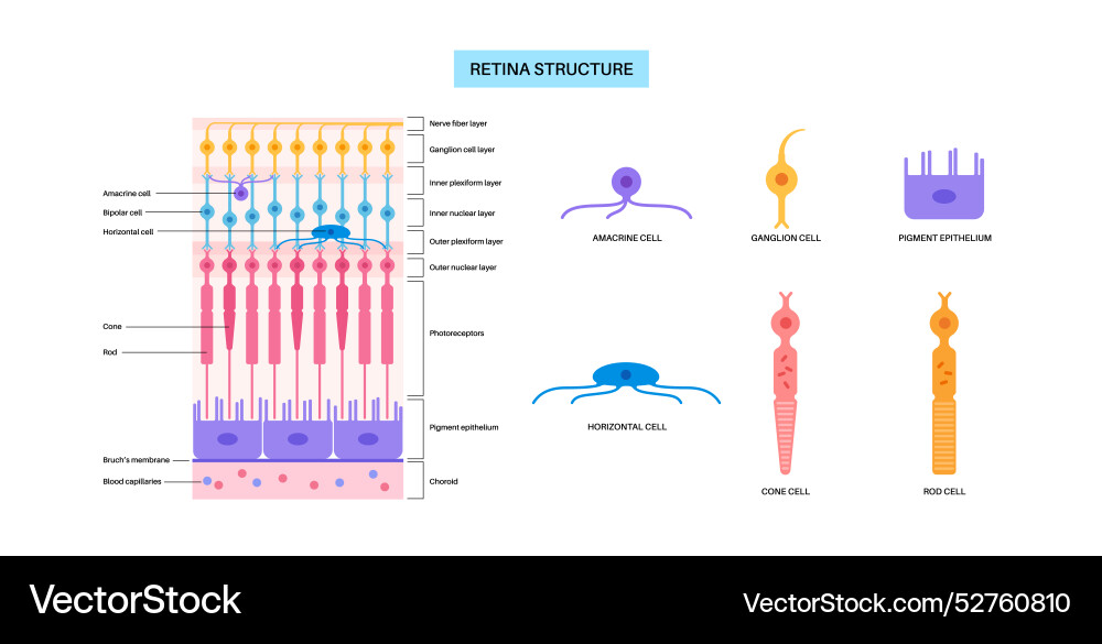 Retina structure poster Royalty Free Vector Image