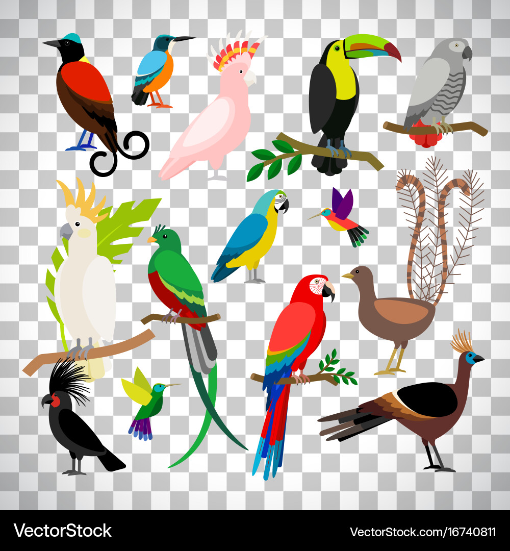 Exotic tropical birds on transparent background Vector Image