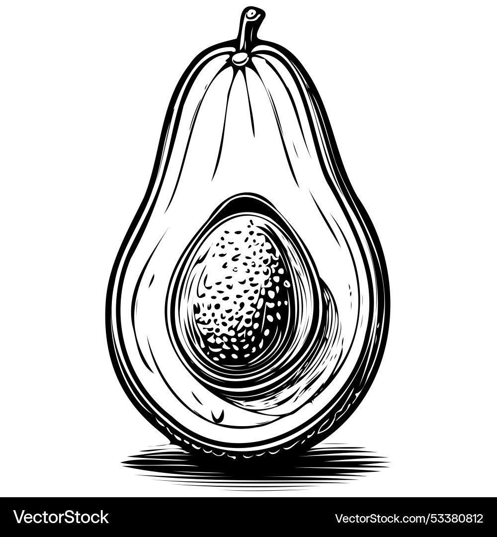 Black avocado monochrome outline drawing Vector Image